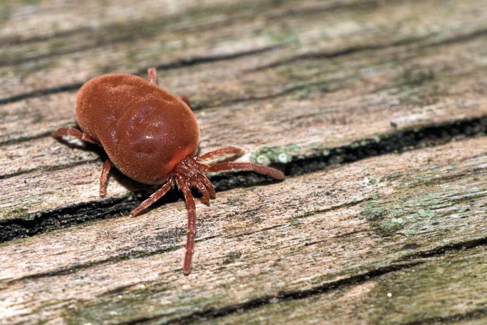 Know your Clover mites and what to do about them - Mr Pest Control Know your Clover mites and what to do about them - Mr Pest Control