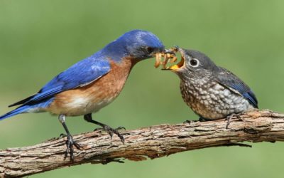 How to Attract Insect-Eating Birds - Mr Pest Control