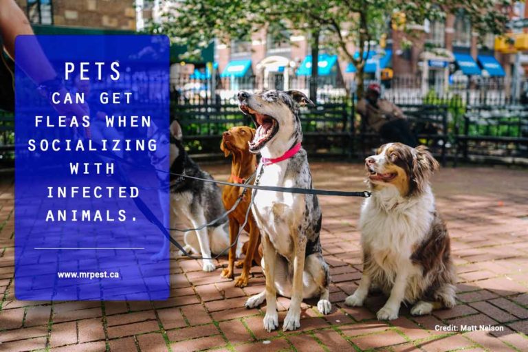 How to Protect Your Pets from Pests - Mr Pest Control