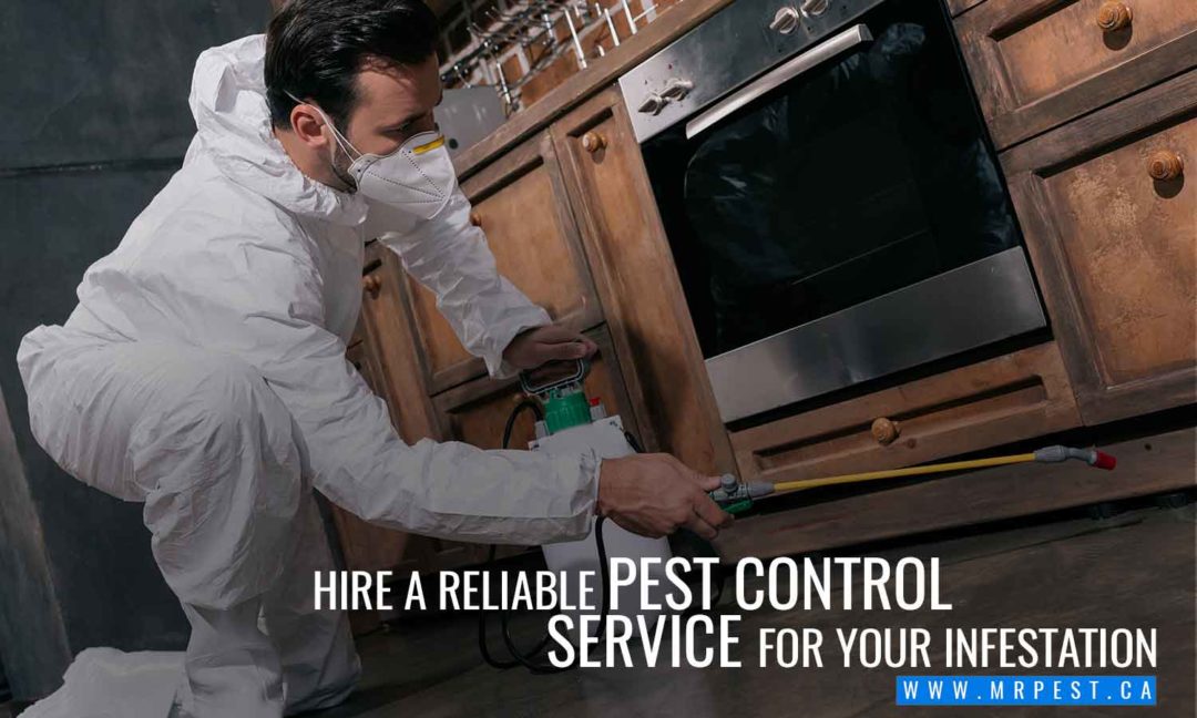 How to Prevent & Treat Cockroach Infestations