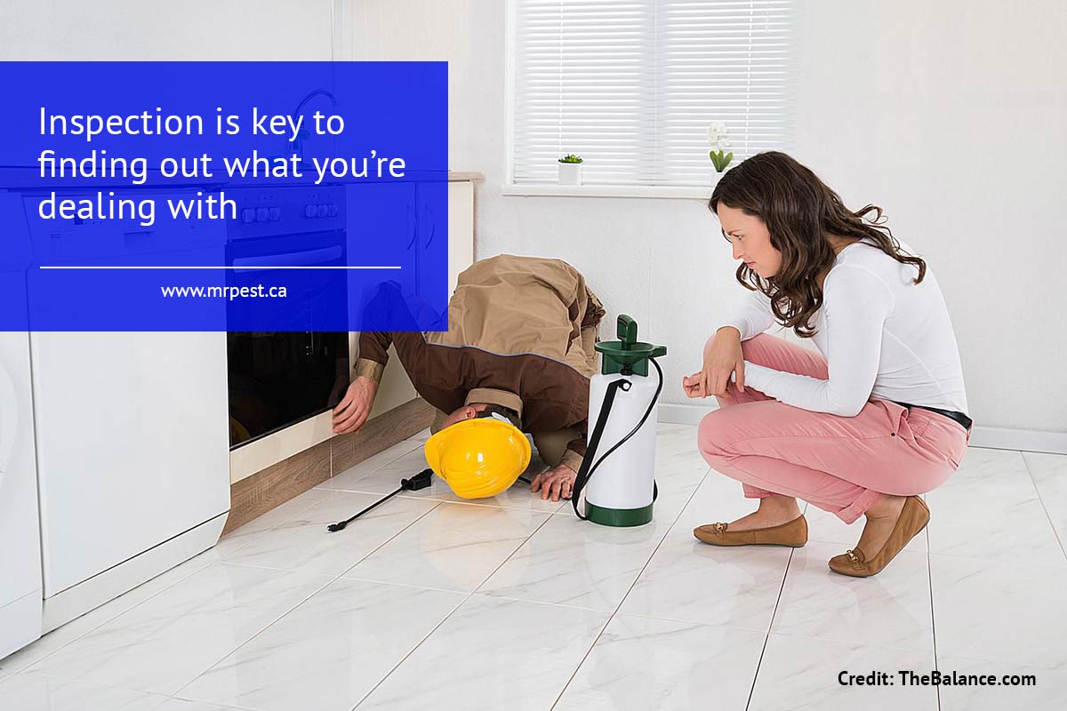 Why DIY Pest Control Doesn’t Work