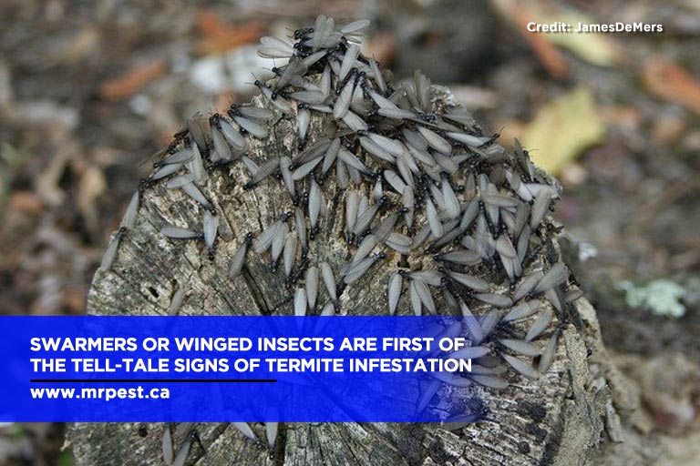 Signs That Termites Are Gnawing at Your Home and How to Stop Them