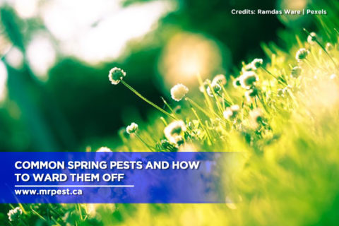 Common Spring Pests and How to Ward Them Off