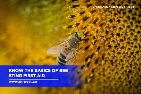 How to Treat Bee Stings Effectively