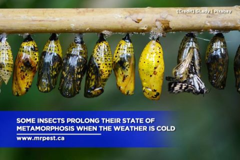 What You Need to Know About Weather Changes and Insect Traits - Mr Pest ...