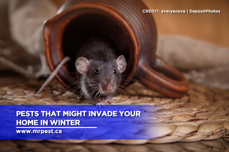 Pests That Might Invade Your Home in Winter - Mr Pest Control Pests That Might Invade Your Home in Winter - Mr Pest Control
