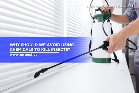 Why You Should Consider Less Toxic Insecticides - Mr Pest Control
