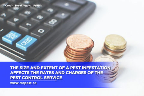 How to Choose a Pest Control Expert - Mr Pest Control