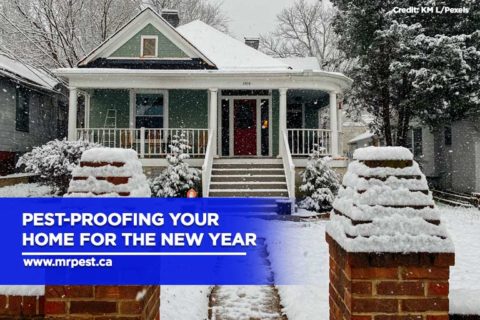 Pest-Proofing Your Home for the New Year - Mr Pest Control