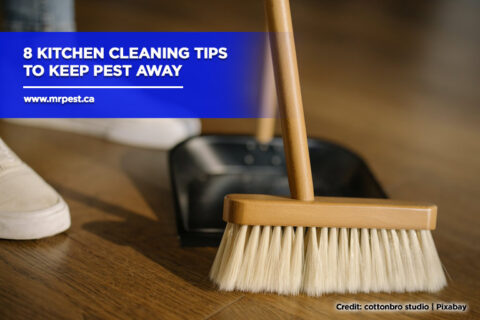 8 Kitchen Cleaning Tips to Keep Pest Away - Mr Pest Control