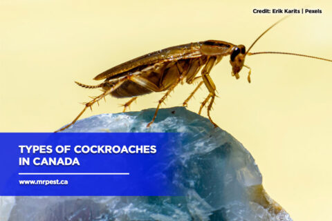 Types of Cockroaches in Canada - Mr Pest Control