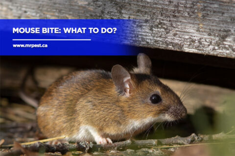 Mouse Bite: What to Do? - Mr Pest Control
