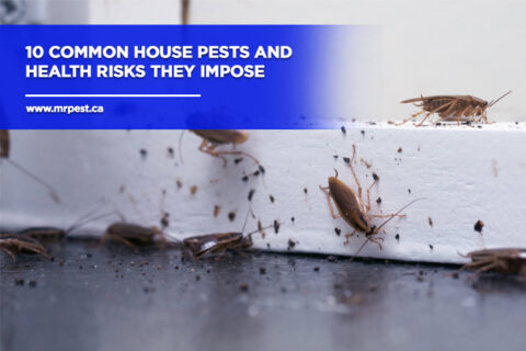 Health Risks of Common House Pests - Mr Pest Control