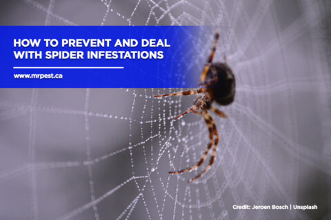 How to Prevent and Deal With Spider Infestations - Mr Pest Control