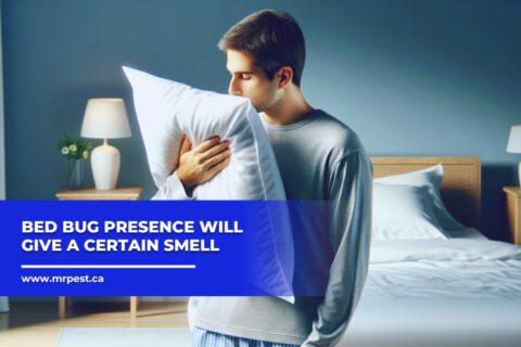 Spotting Bed Bugs: Your Easy Guide - Mr Pest Control