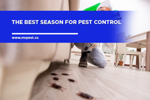 The Best Season for Pest Control - Mr Pest Control