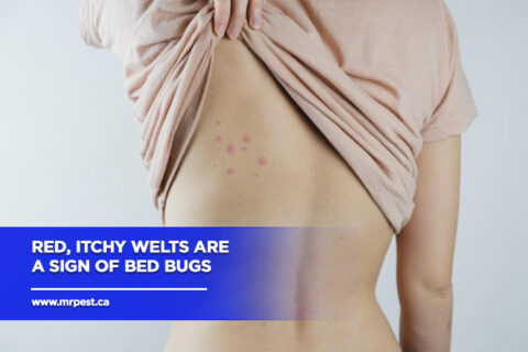 How to Identify and Control Bed Bugs in Collingwood Homes - Mr Pest Control