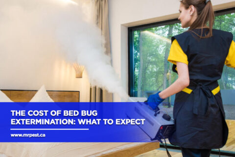 The Cost of Bed Bug Extermination: What to Expect - Mr Pest Control