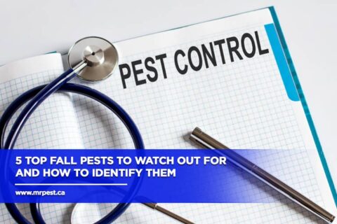 5 Top Fall Pests to Watch Out For and How to Identify Them - Mr Pest Control