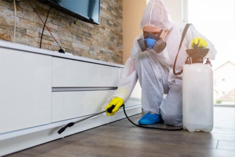 How to Identify 9 Common Pests in Your Basement - Mr Pest Control