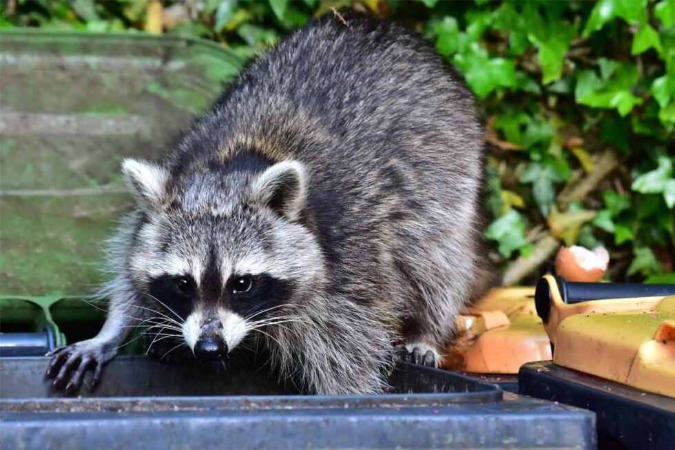 Common Nuisance Wildlife: Identification and Effective Management ...