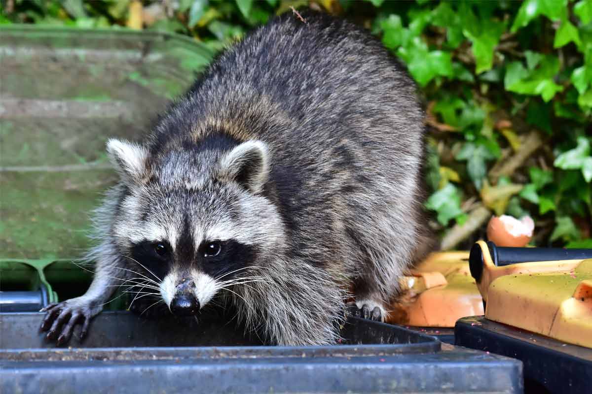 Common Nuisance Wildlife: Identification and Effective Management ...